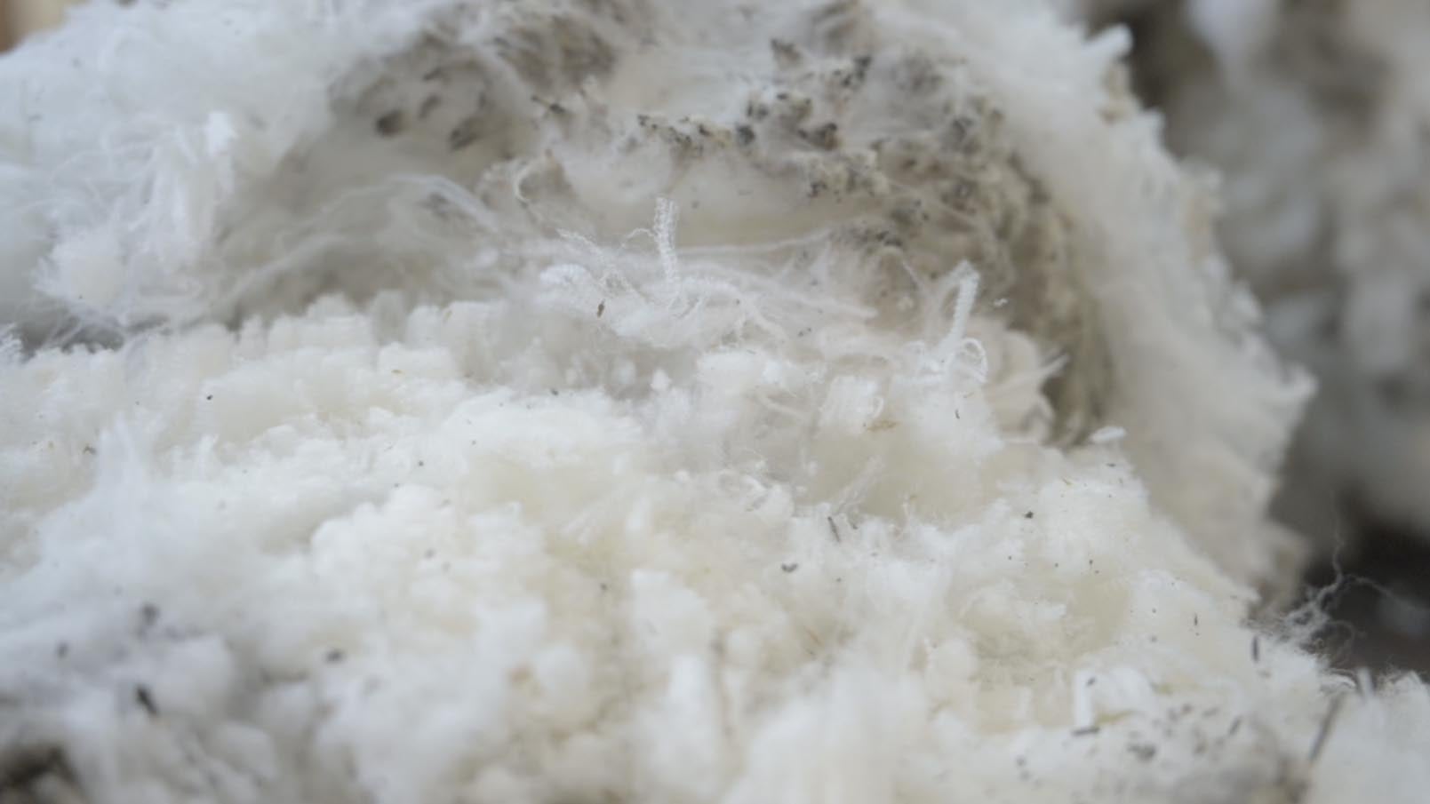 Beyond Fashion: The Health Benefits of Merino Wool | Blog | The Wool ...