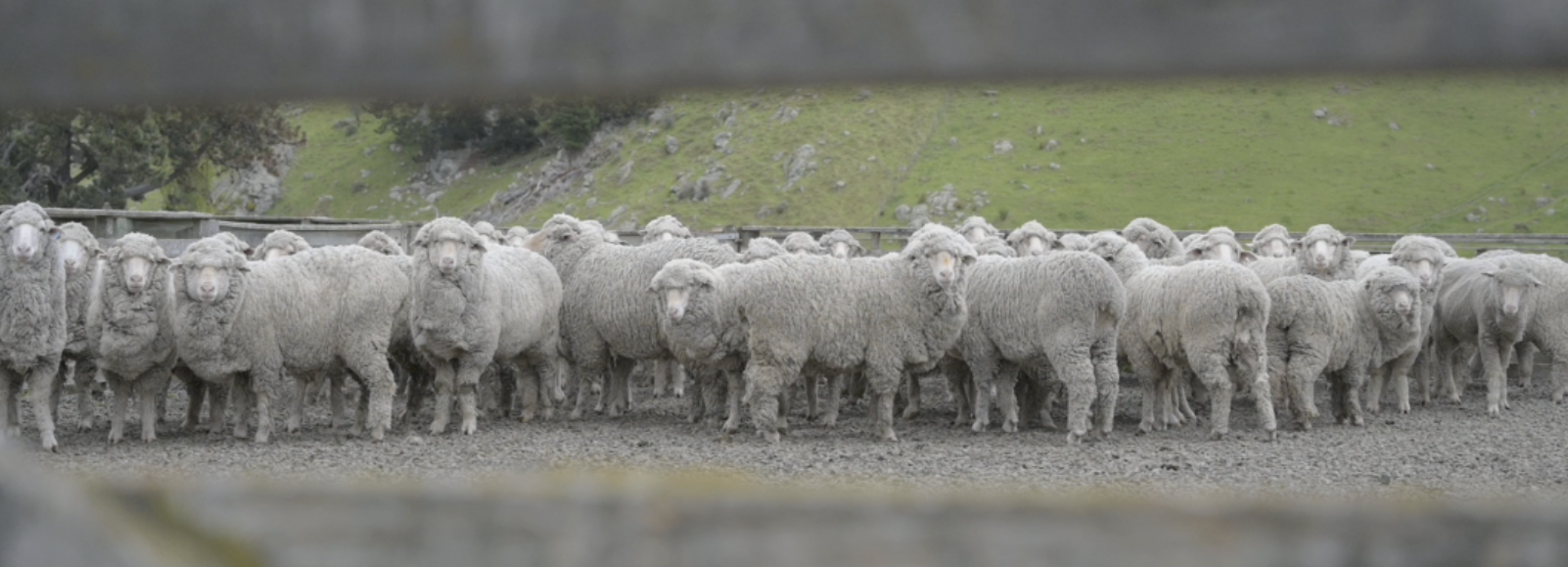 The Benefits of Merino Wool | Blog | | The Wool Company